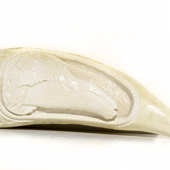 Armando Ramos Whale's Tooth Carving - Humpback Whale - Scrimshaw Collector