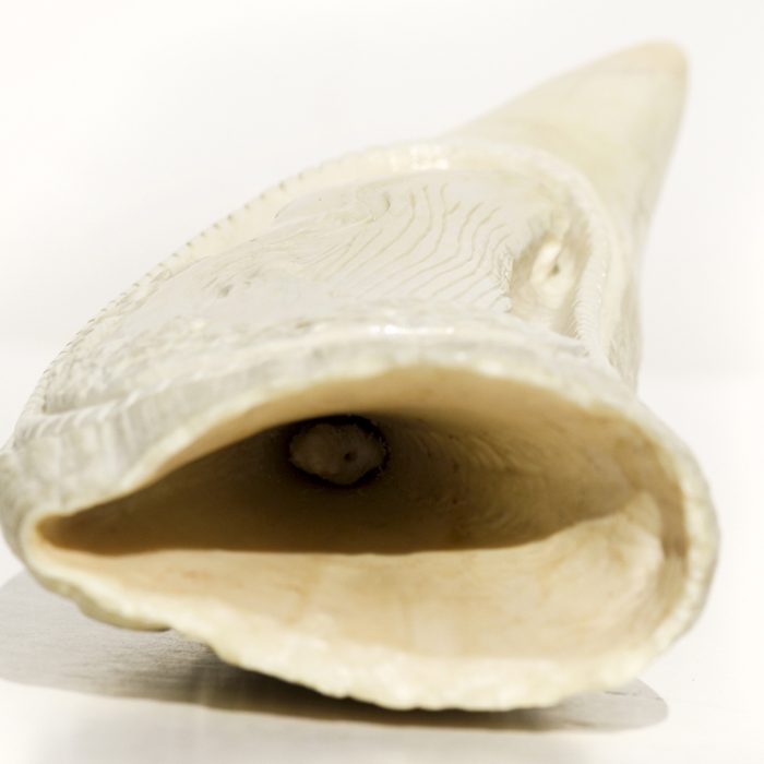 Armando Ramos Whale's Tooth Carving - Humpback Whale - Scrimshaw Collector