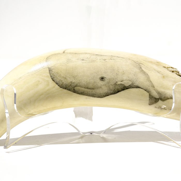 Micklejohn Scrimshaw - Whale Tooth Scrimshaw Newport - Scrimshaw Collector