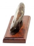 Stunning Sunbathing Mermaid - Scrimshaw Collector