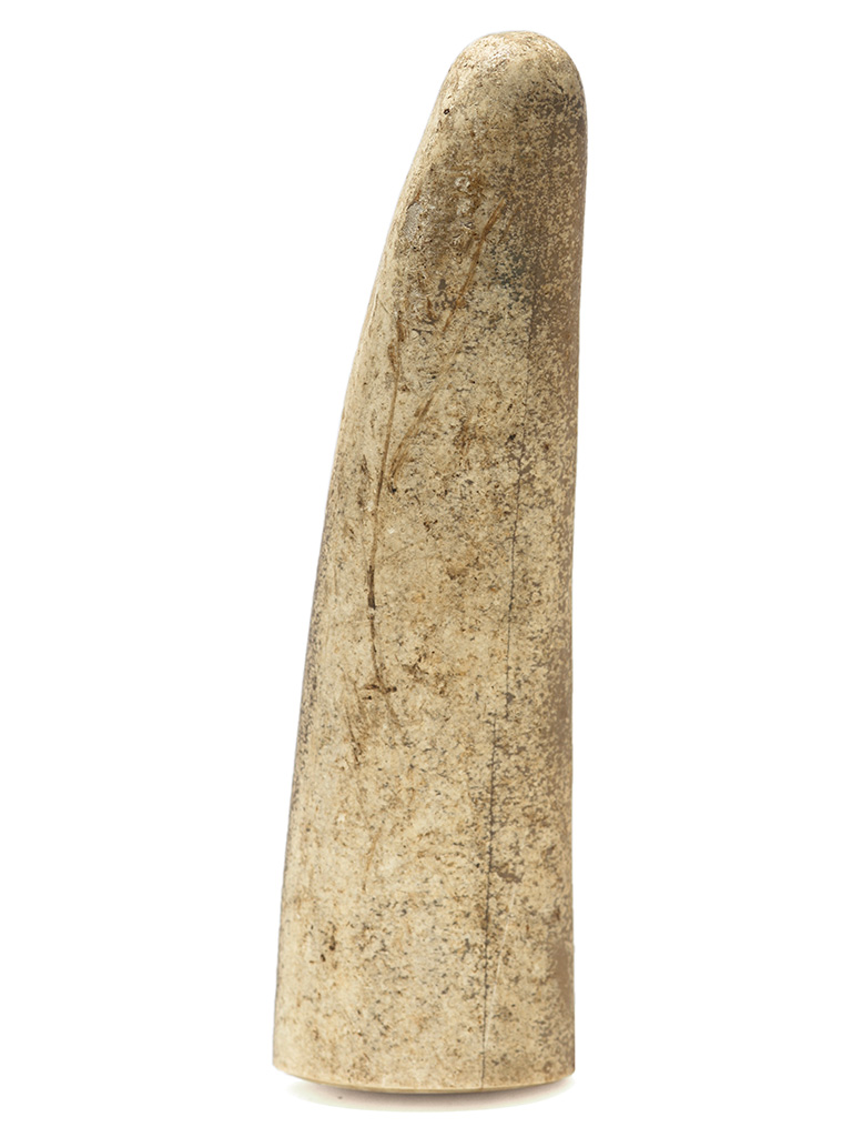 Fossil Walrus Tusk Raw Ivory - Scrimshaw Collector