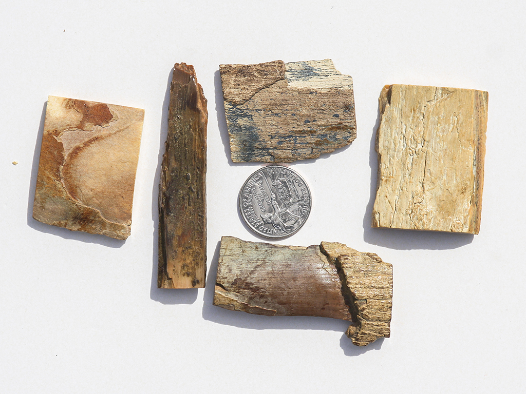 Ancient Mammoth Tusk Raw Ivory - Scrimshaw Collector