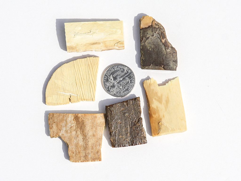 Ancient Mammoth Tusk Raw Ivory - Scrimshaw Collector